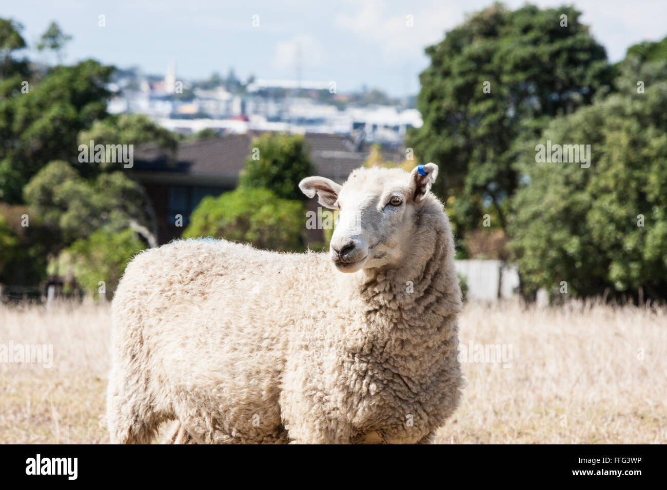 Sheep at Ambury Farm Regional Park,Auckland Stock Photo - Alamy