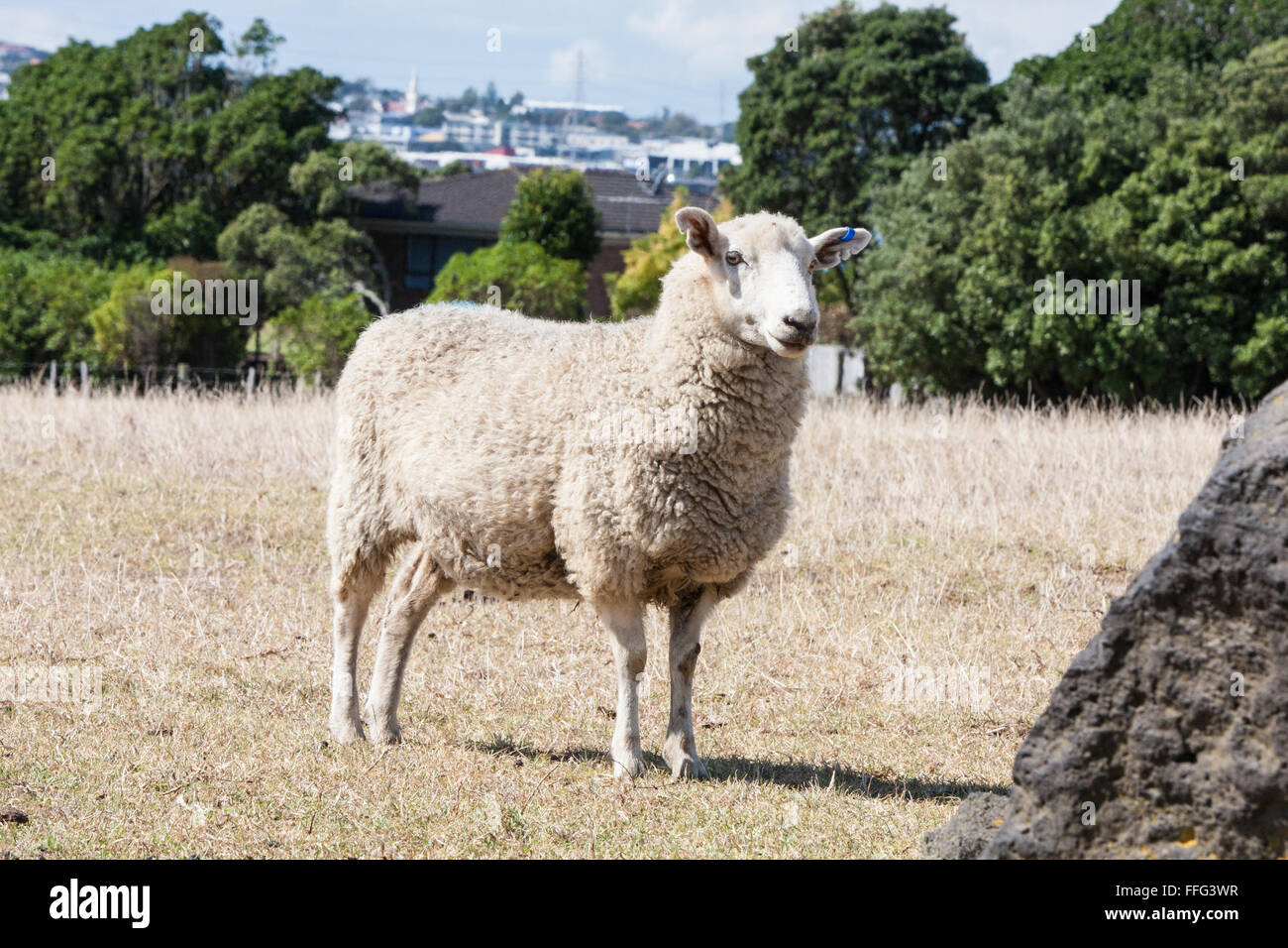 Sheep at Ambury Farm Regional Park,Auckland Stock Photo - Alamy