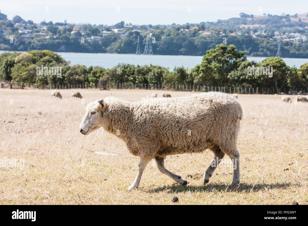 Auckland maori trail hi-res stock photography and images - Alamy
