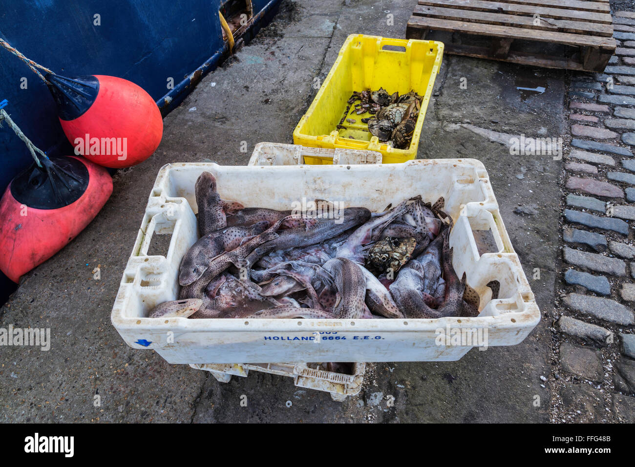Box of Unidentified Fish Just offloaded from Fishing Boat at Old Leigh ...