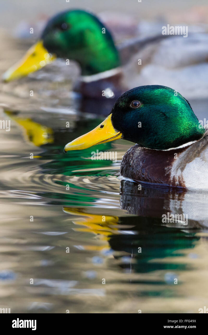pair of male mallards Stock Photo - Alamy