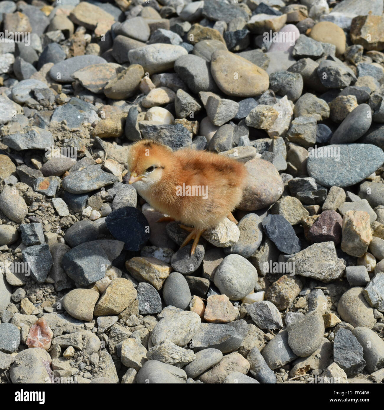 Subsidiary farming hi-res stock photography and images - Alamy