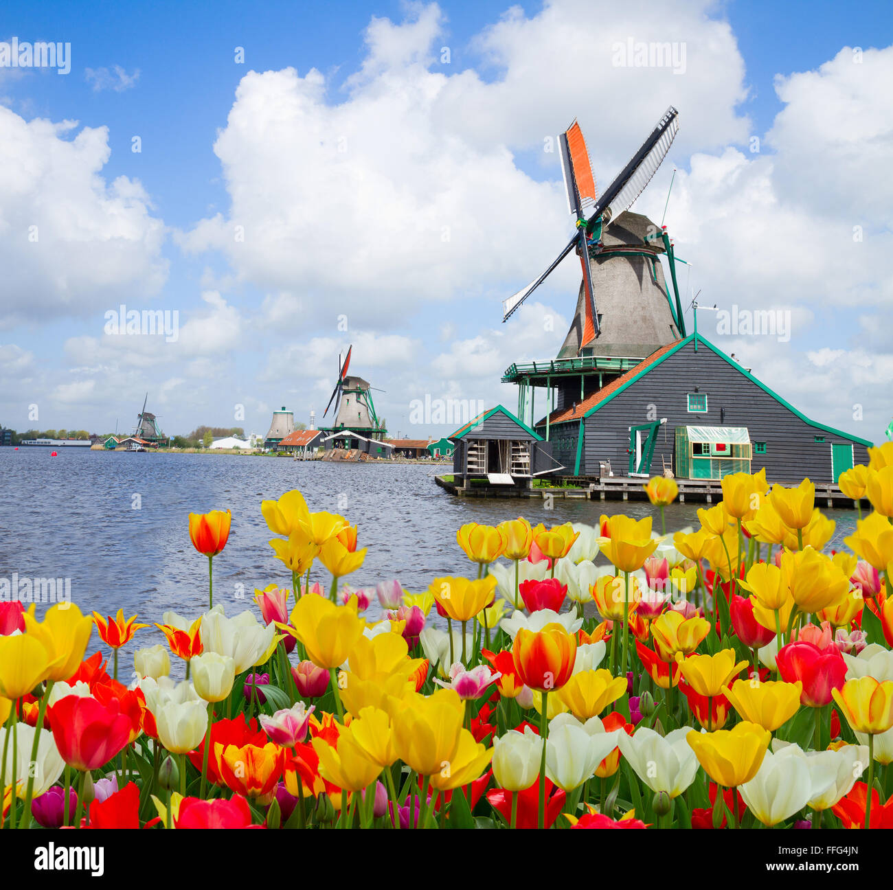 Traditional dutch windmills vibrant tulips hi-res stock photography and ...