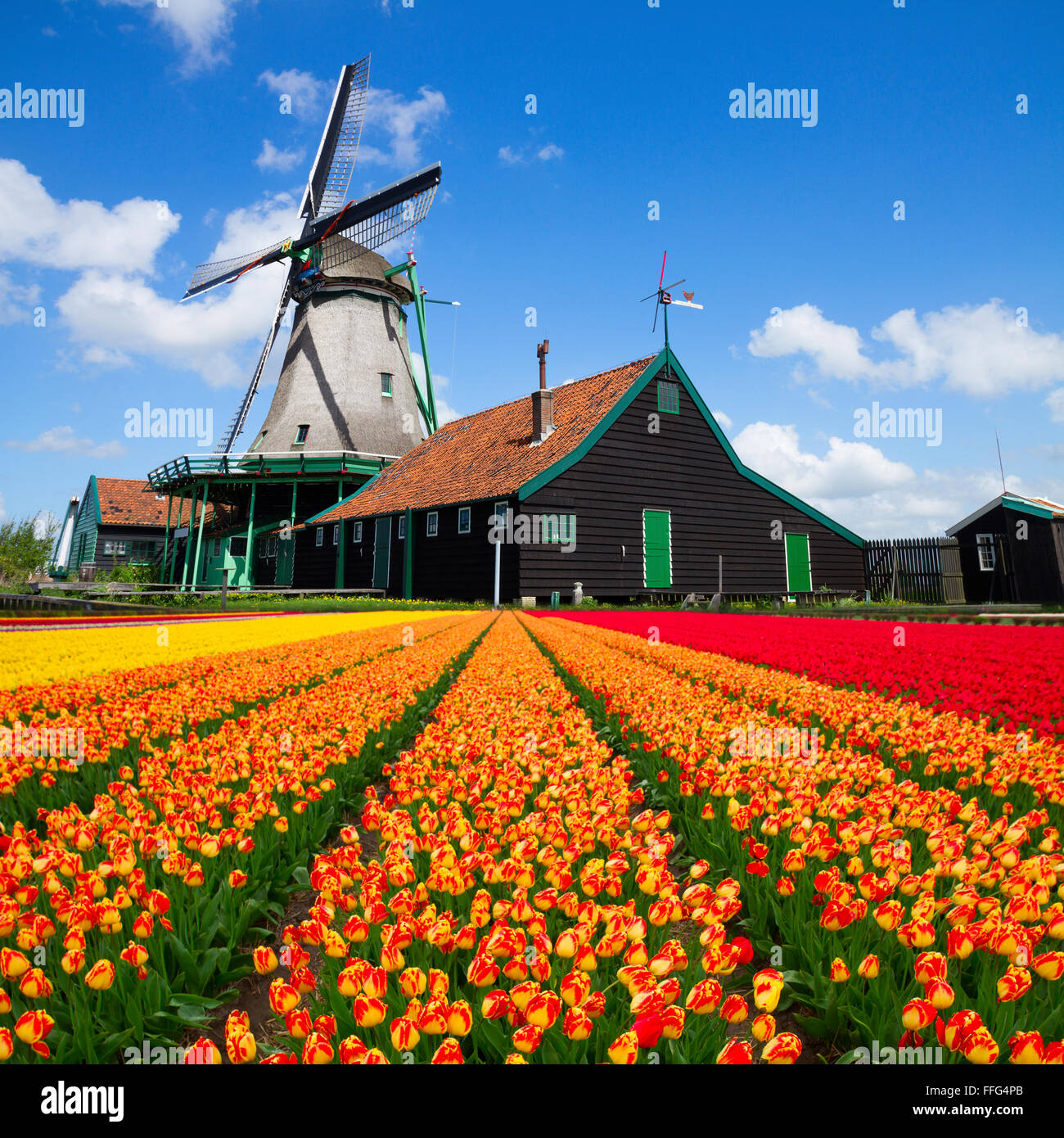 dutch windmill over tulips field Stock Photo - Alamy