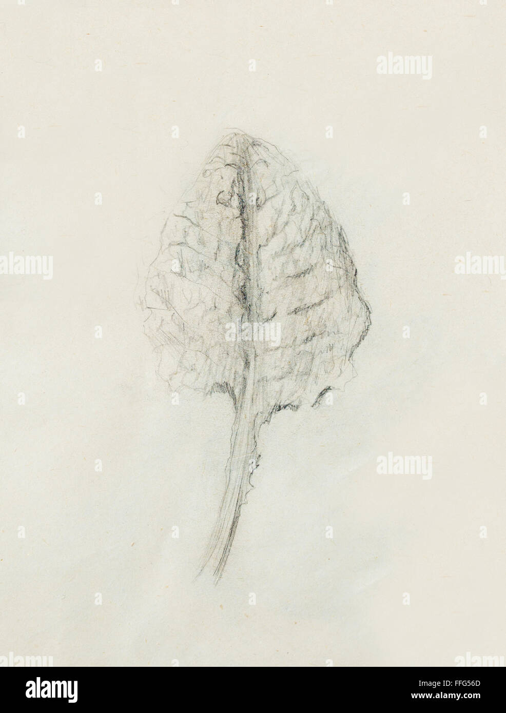 Rastliny hi-res stock photography and images - Alamy