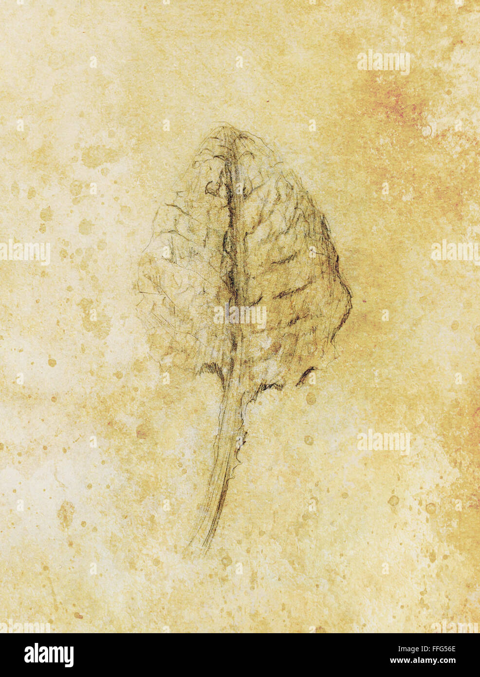 pencil drawing on old paper, List rastliny. Sepia color Stock Photo - Alamy