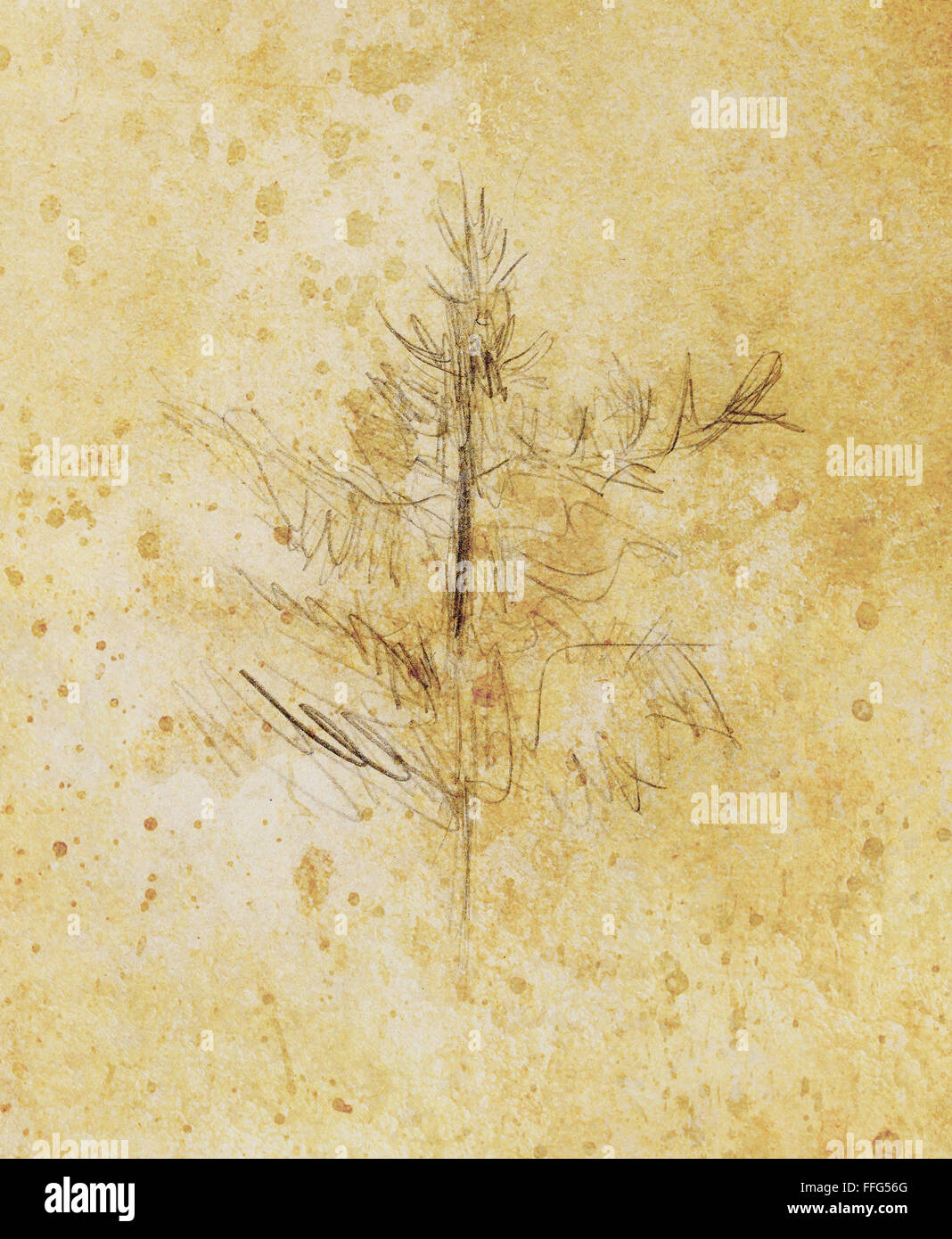 pencil drawing on old paper, spruce sketch. Sepia color Stock Photo - Alamy