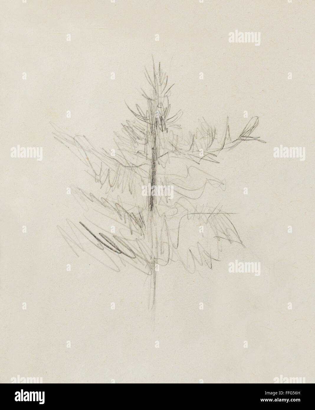 pencil drawing on old paper, spruce sketch Stock Photo - Alamy