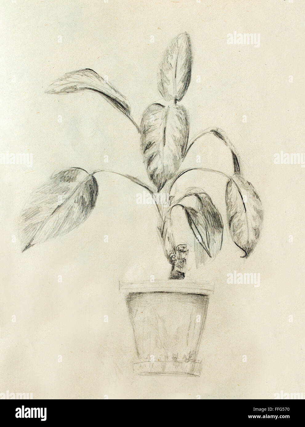 Hand drawn ropical plants. Plants Dieffenbachia sketch Stock Photo - Alamy