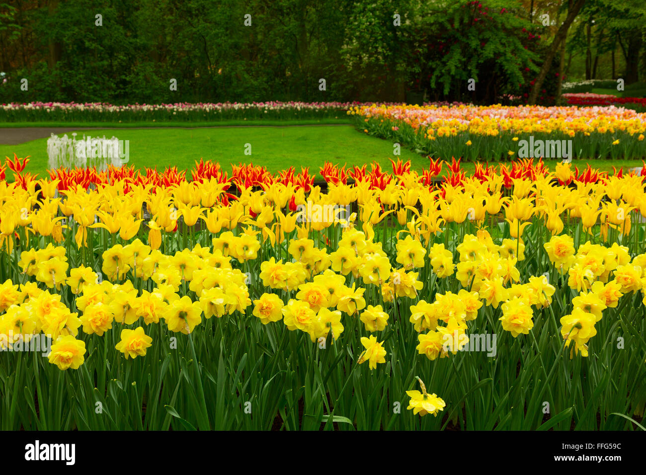 Row vibrant yellow daffodils hi-res stock photography and images - Alamy
