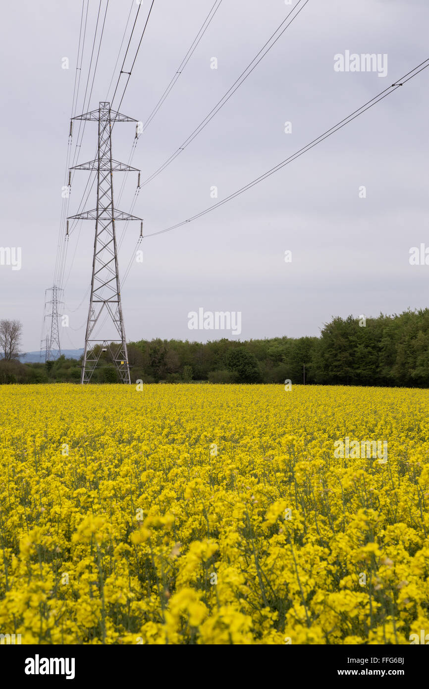 Yellow oil seed rape crop field in flower with a tall electricity pylon ...