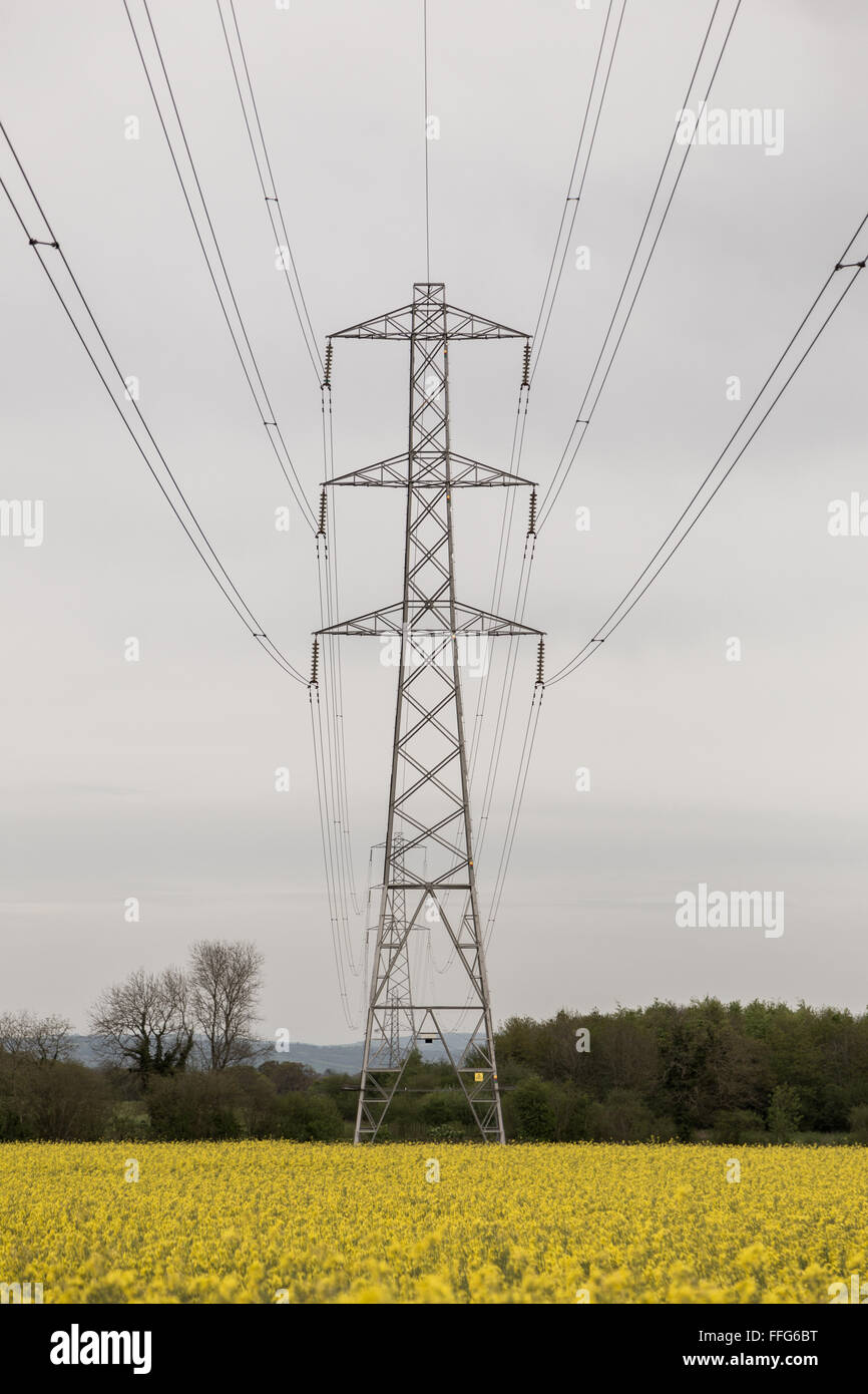 Yellow oil seed rape crop field in flower with a tall electricity pylon ...