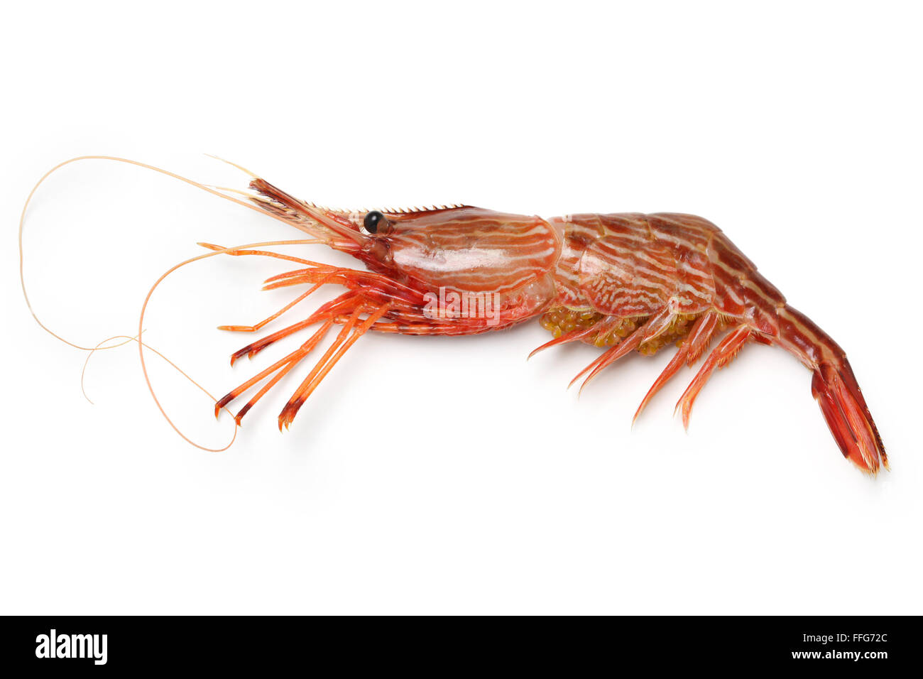 morotoge shrimp, shima ebi, japanese seafood isolated on white ...