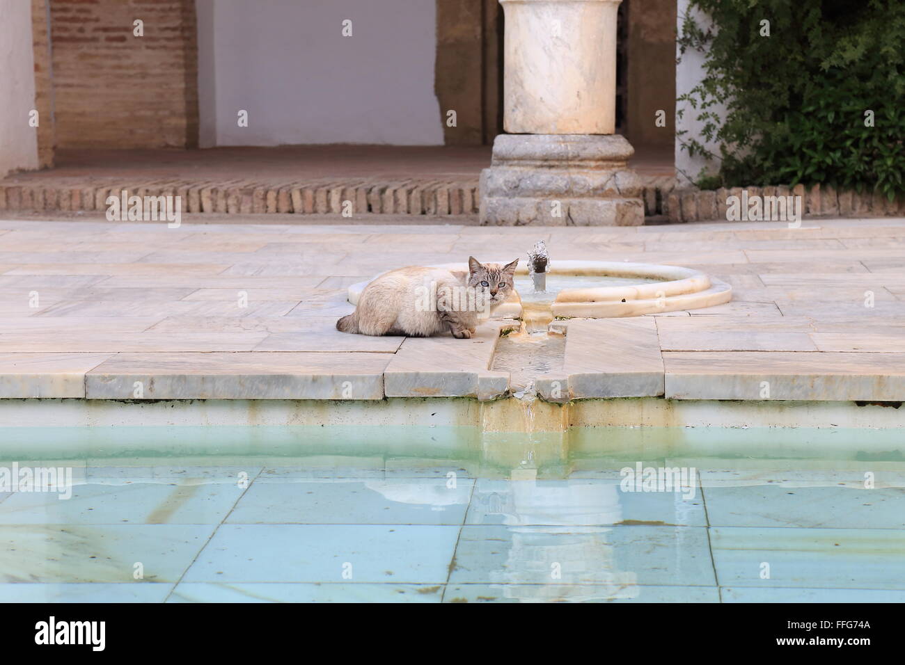 Cat by the fountain at Alcazar de los Reyes Cristianos, Cordoba, Spain ...