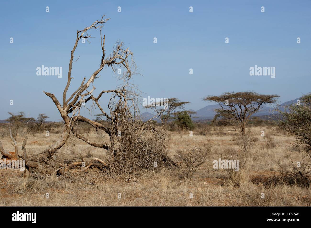 Kenya nature view hi-res stock photography and images - Alamy