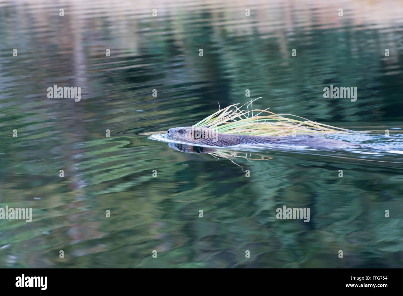 Snake river beaver hi-res stock photography and images - Alamy