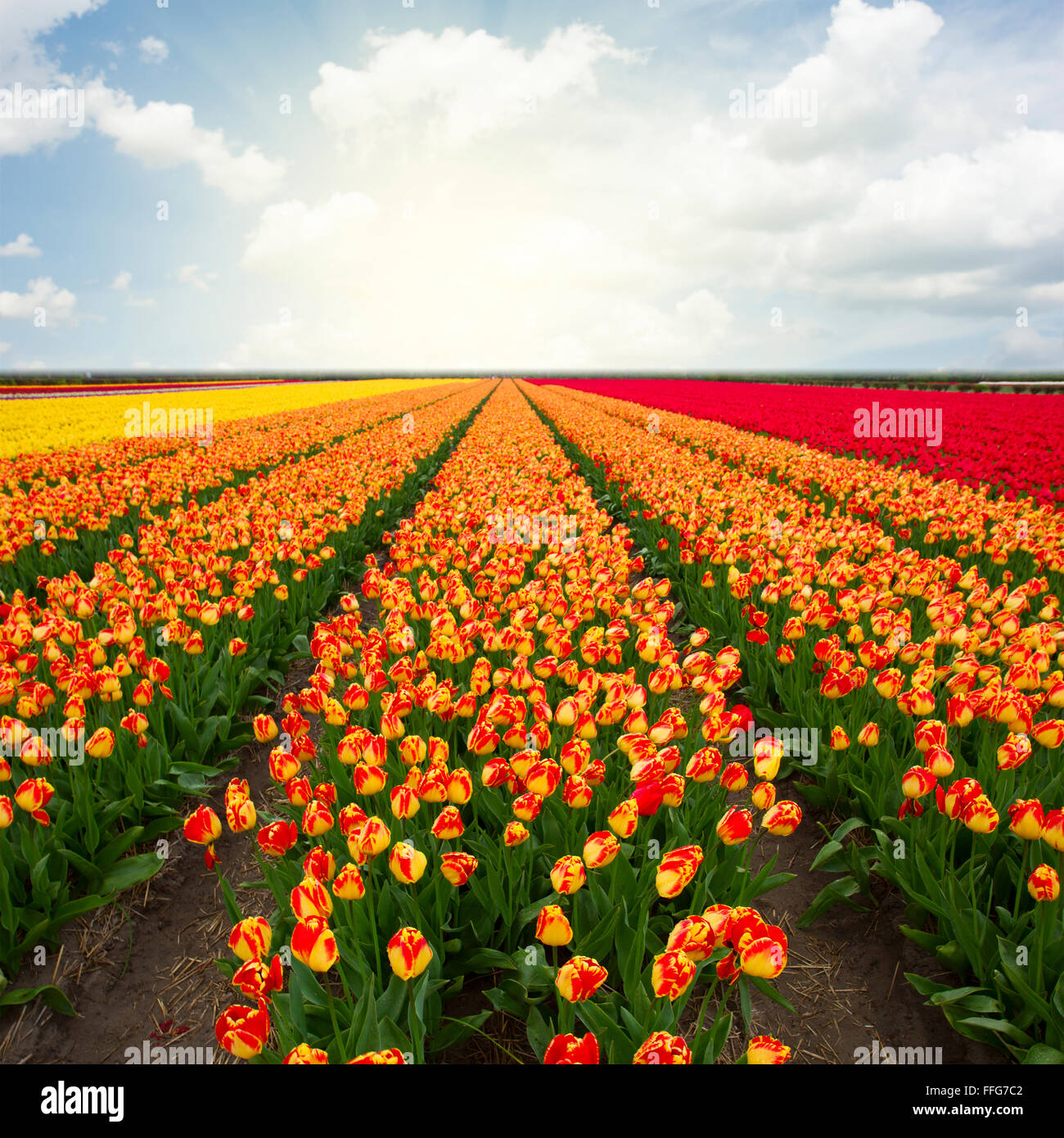 Dutch red tulip fields Stock Photo - Alamy
