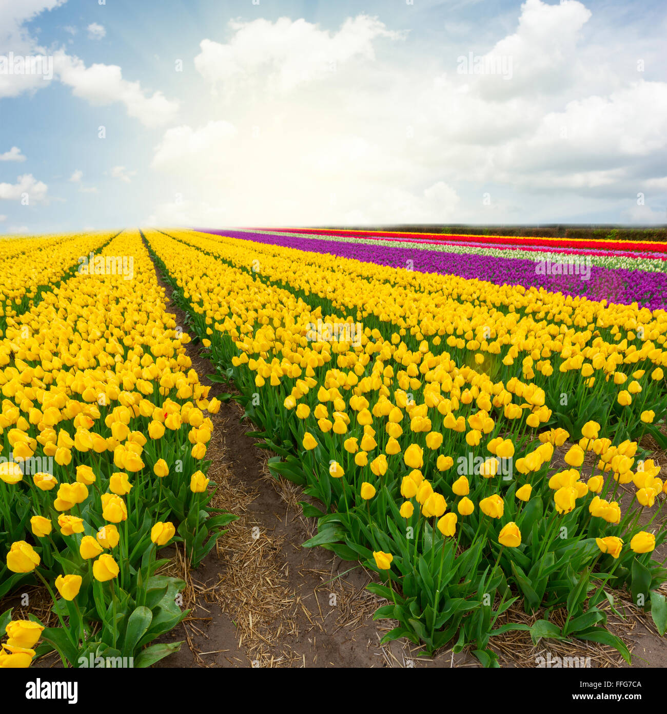 Dutch red tulip fields Stock Photo - Alamy