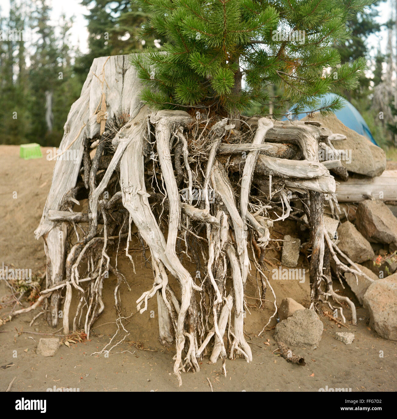 Tangled root system hi-res stock photography and images - Alamy