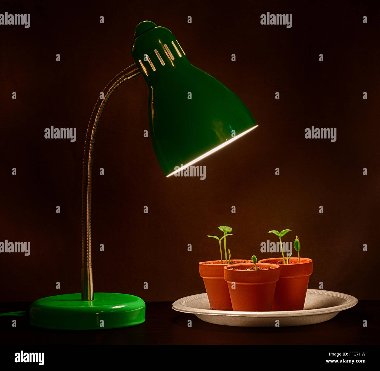 Young flower sprouts seedlings hi-res stock photography and images - Alamy