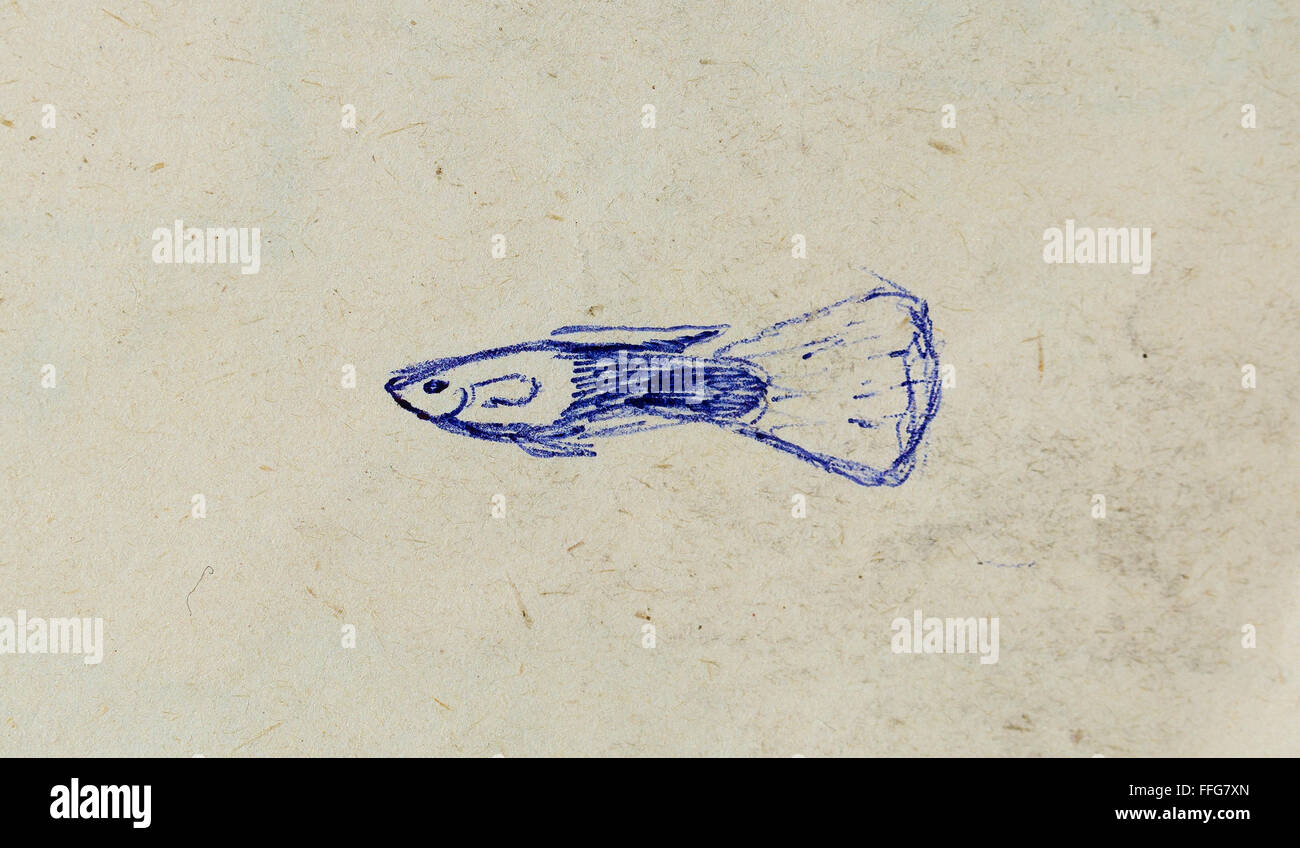 The pencil drawing aquarium fish on old paper Stock Photo - Alamy