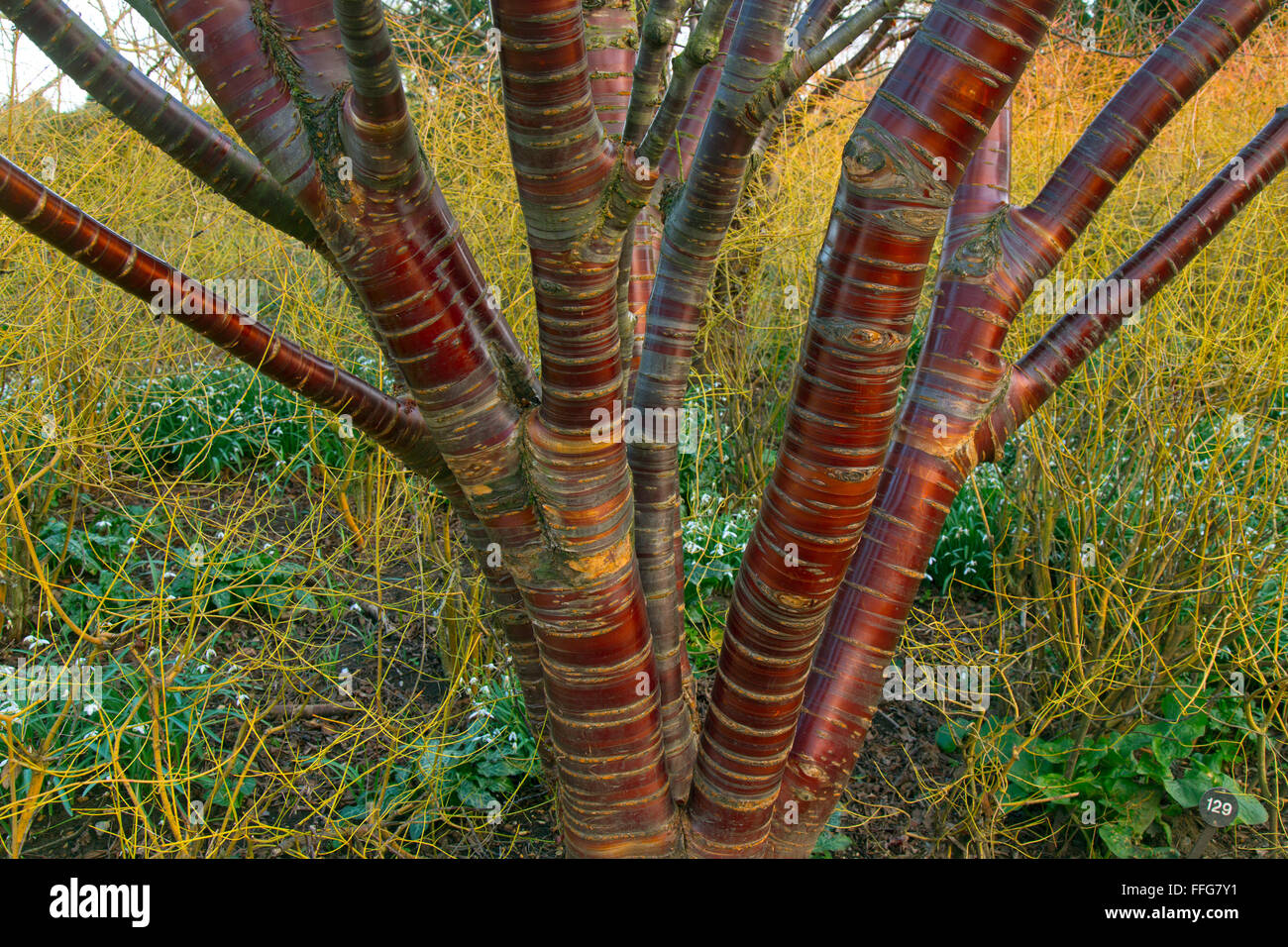 Prunus maackii, commonly called the Manchurian cherry or Amur ...