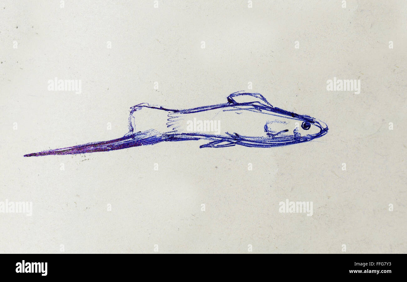 The pencil drawing aquarium fish on old paper Stock Photo - Alamy