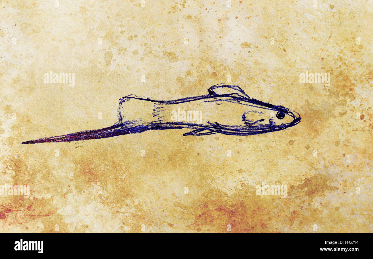 The pencil drawing aquarium fish on old paper Stock Photo - Alamy