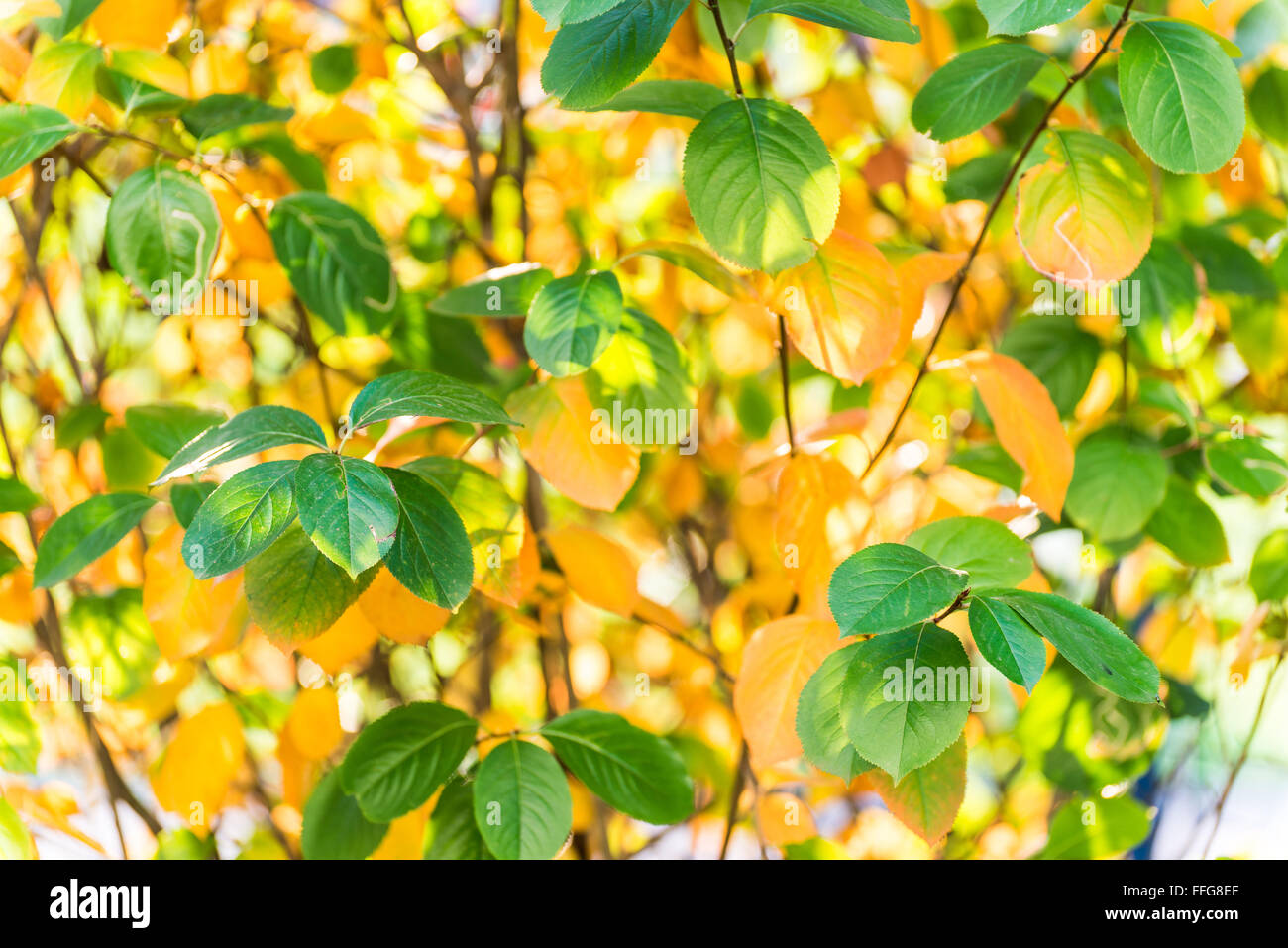 Beautiful yellow autumn leaves Stock Photo - Alamy
