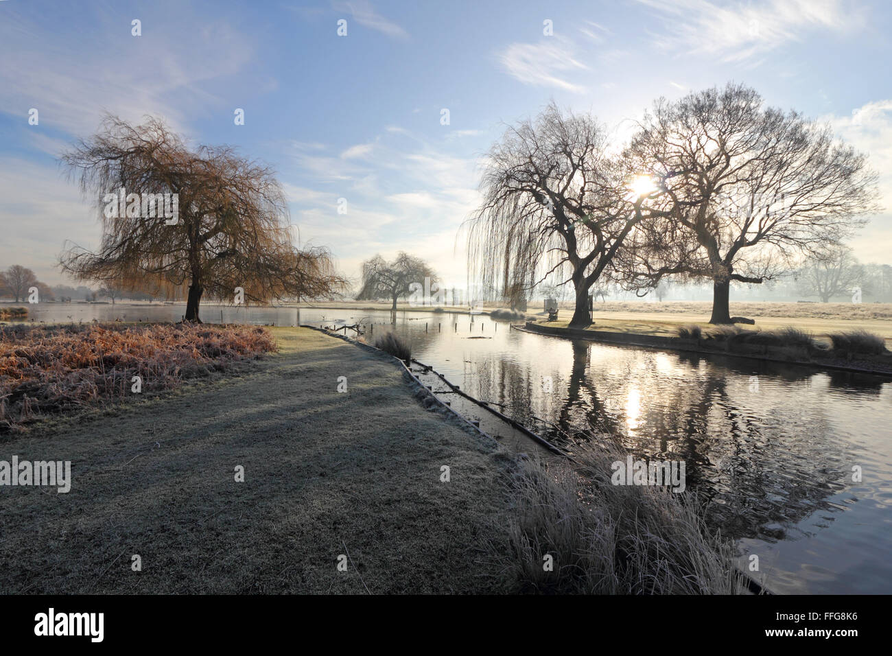 Cold misty morning in Bushy Park, London, UK Stock Photo - Alamy