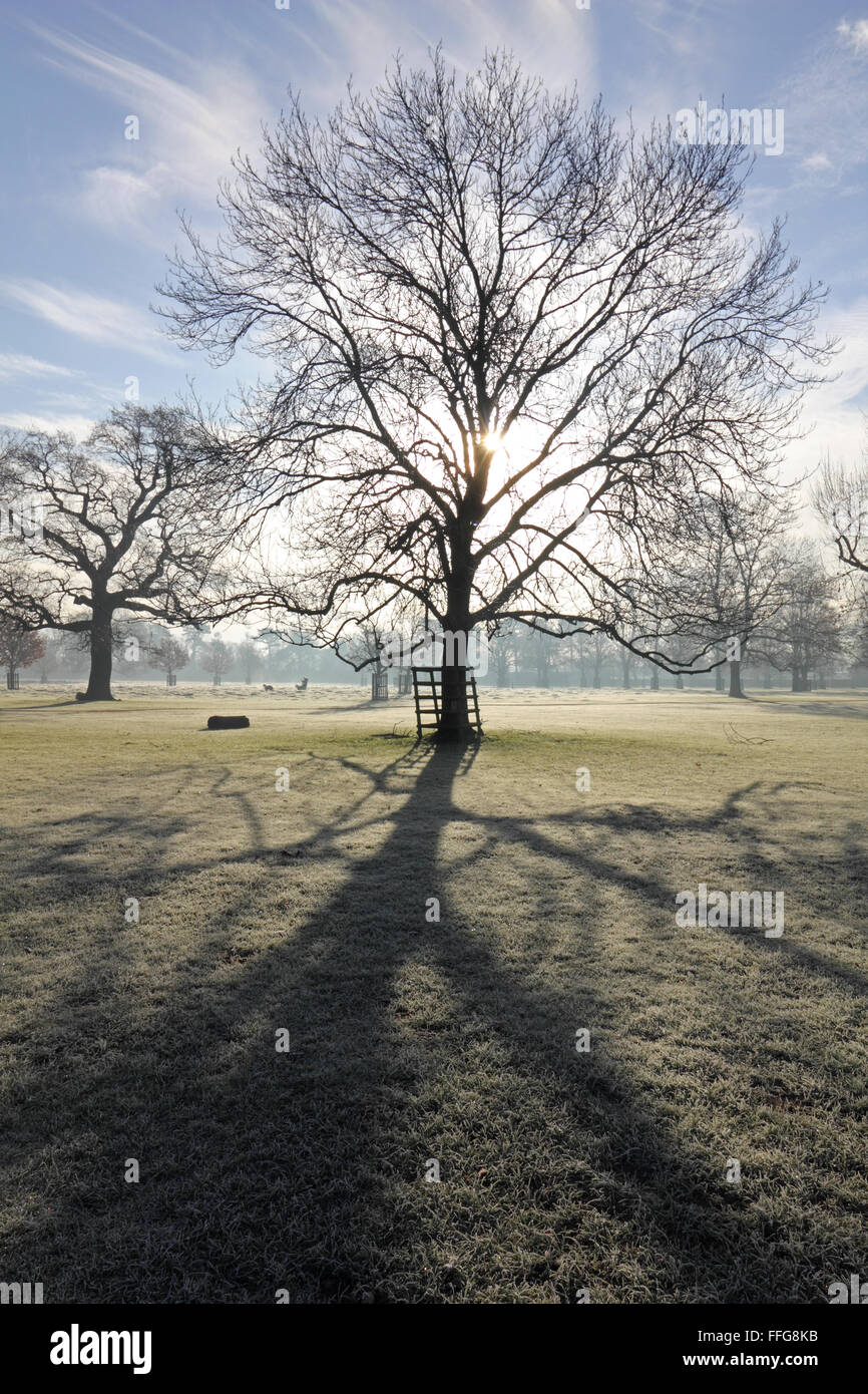 Cold misty morning in Bushy Park, London, UK Stock Photo - Alamy