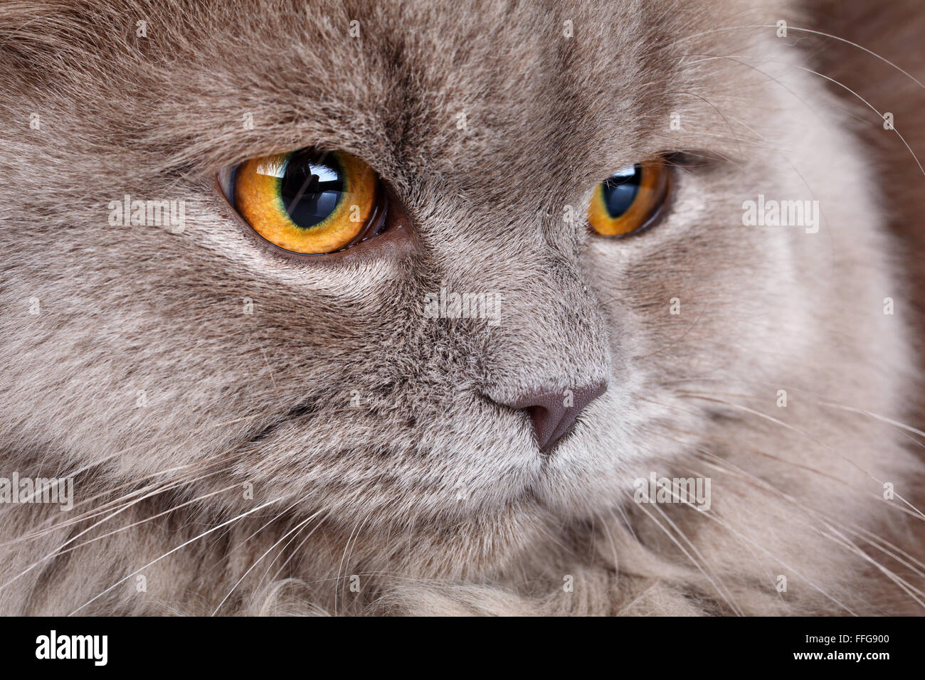 portrait of gray cat with yellow eyes Stock Photo - Alamy