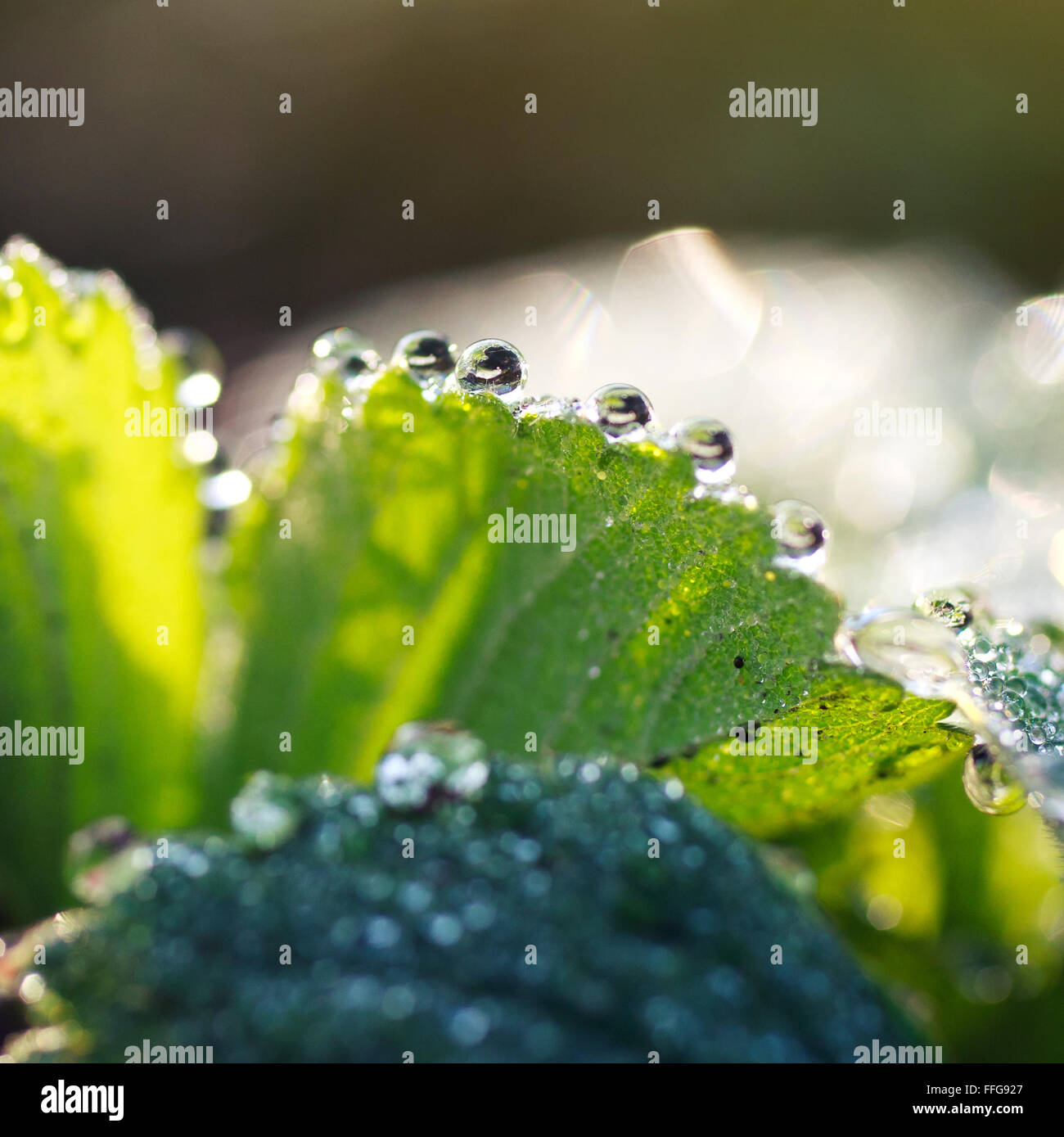 dew drops on green leaf Stock Photo - Alamy
