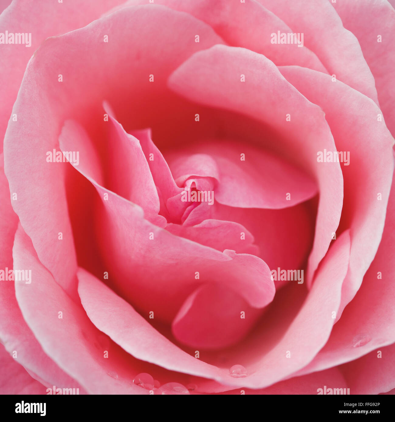 Beautiful Pink rose Stock Photo - Alamy