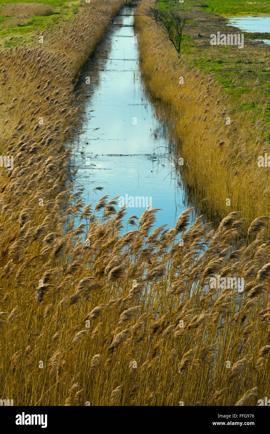 Cley Marshes Nature Reserve on the North Norfolk coast Stock Photo - Alamy