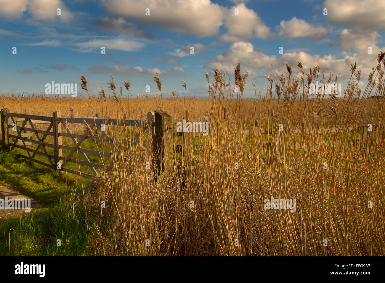 Cley Marshes Nature Reserve on the North Norfolk coast Stock Photo - Alamy