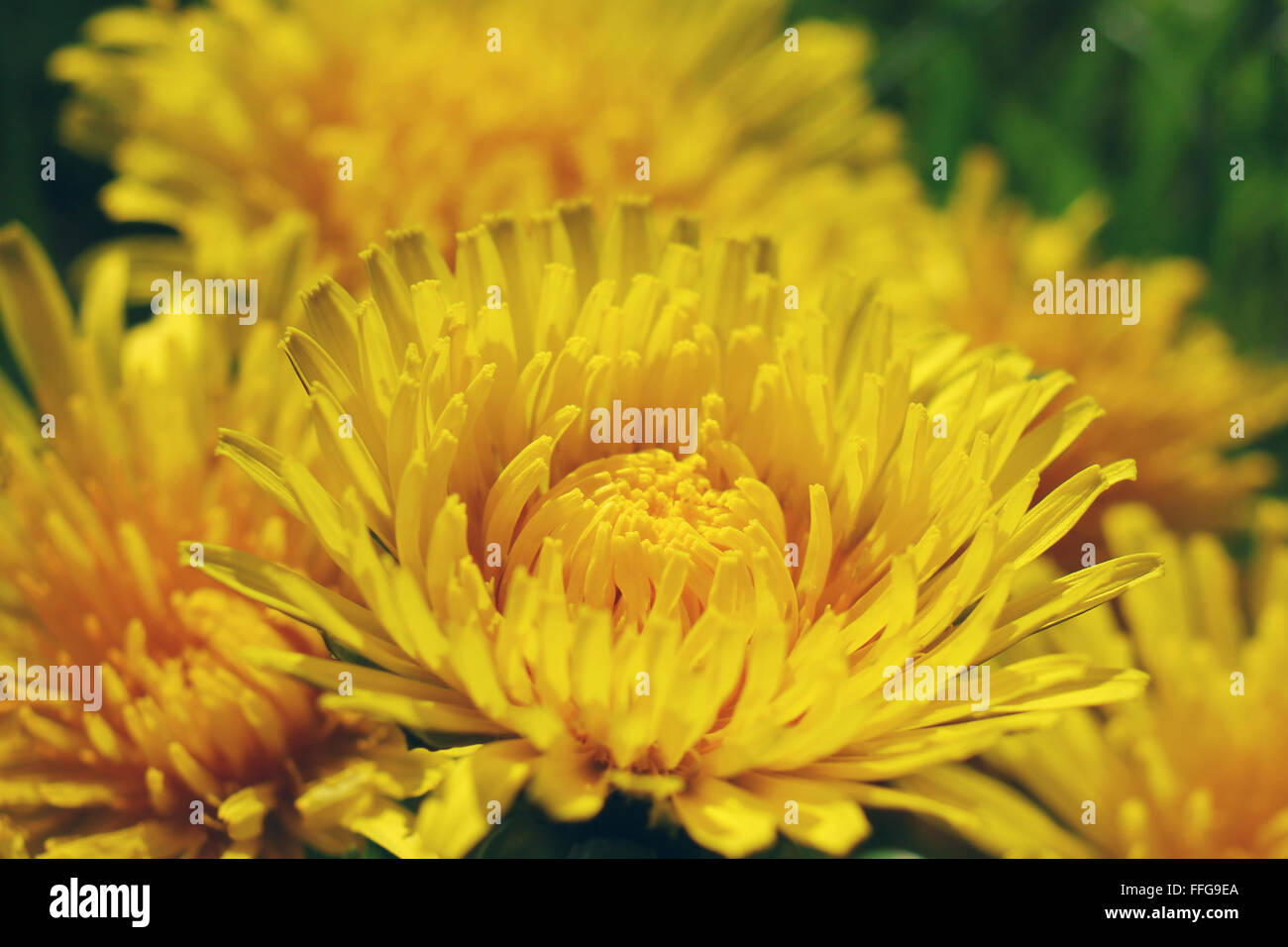 Beautiful fresh flower heads hi-res stock photography and images - Alamy