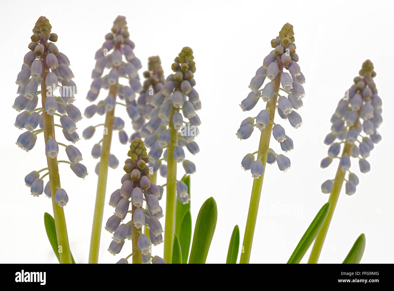 Natural plant starch hi-res stock photography and images - Alamy
