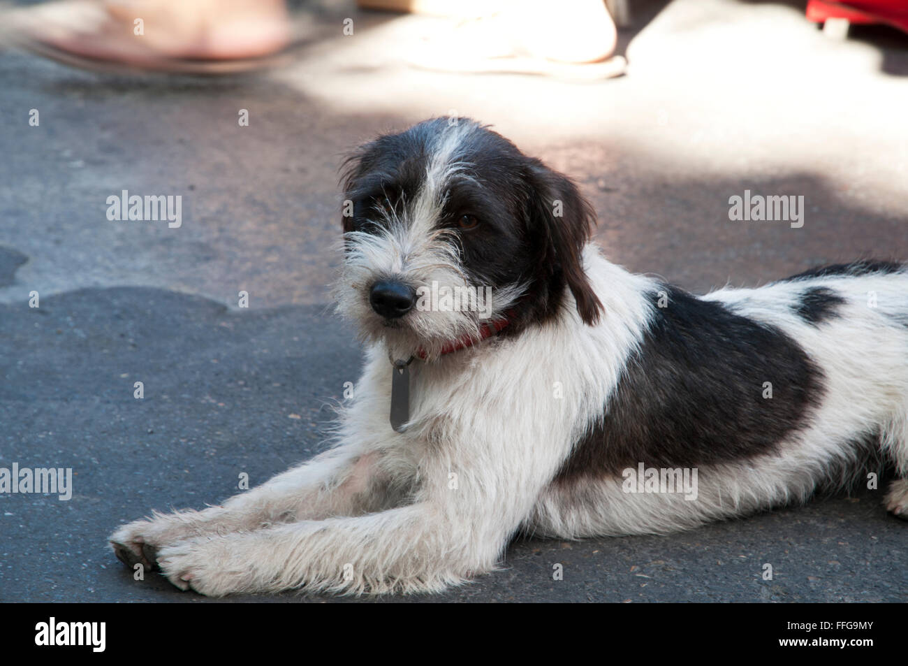 White street dog hi-res stock photography and images - Alamy