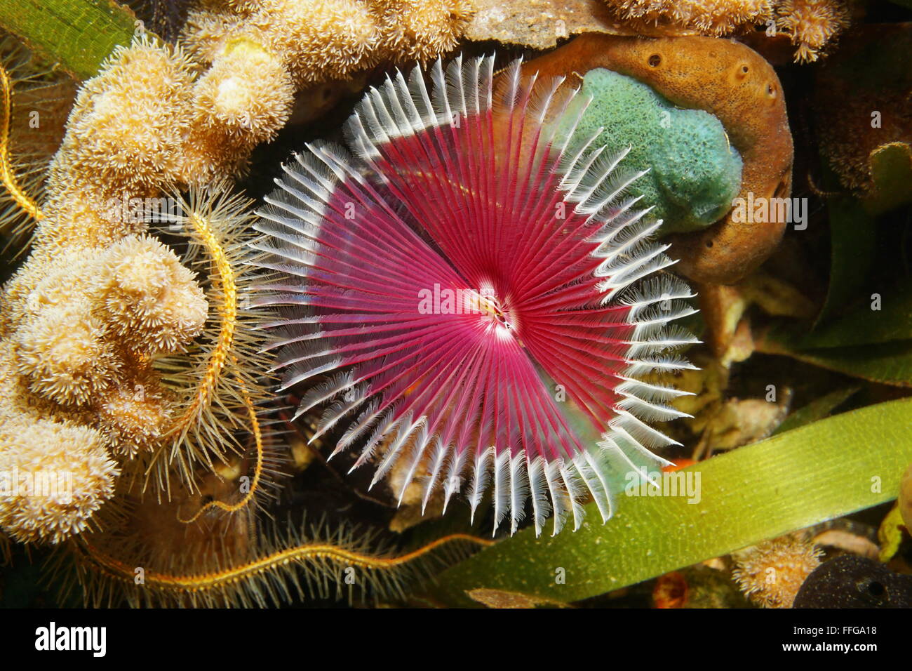 Marine life, a split-crown feather duster worm, Anamobaea oerstedi, on ...