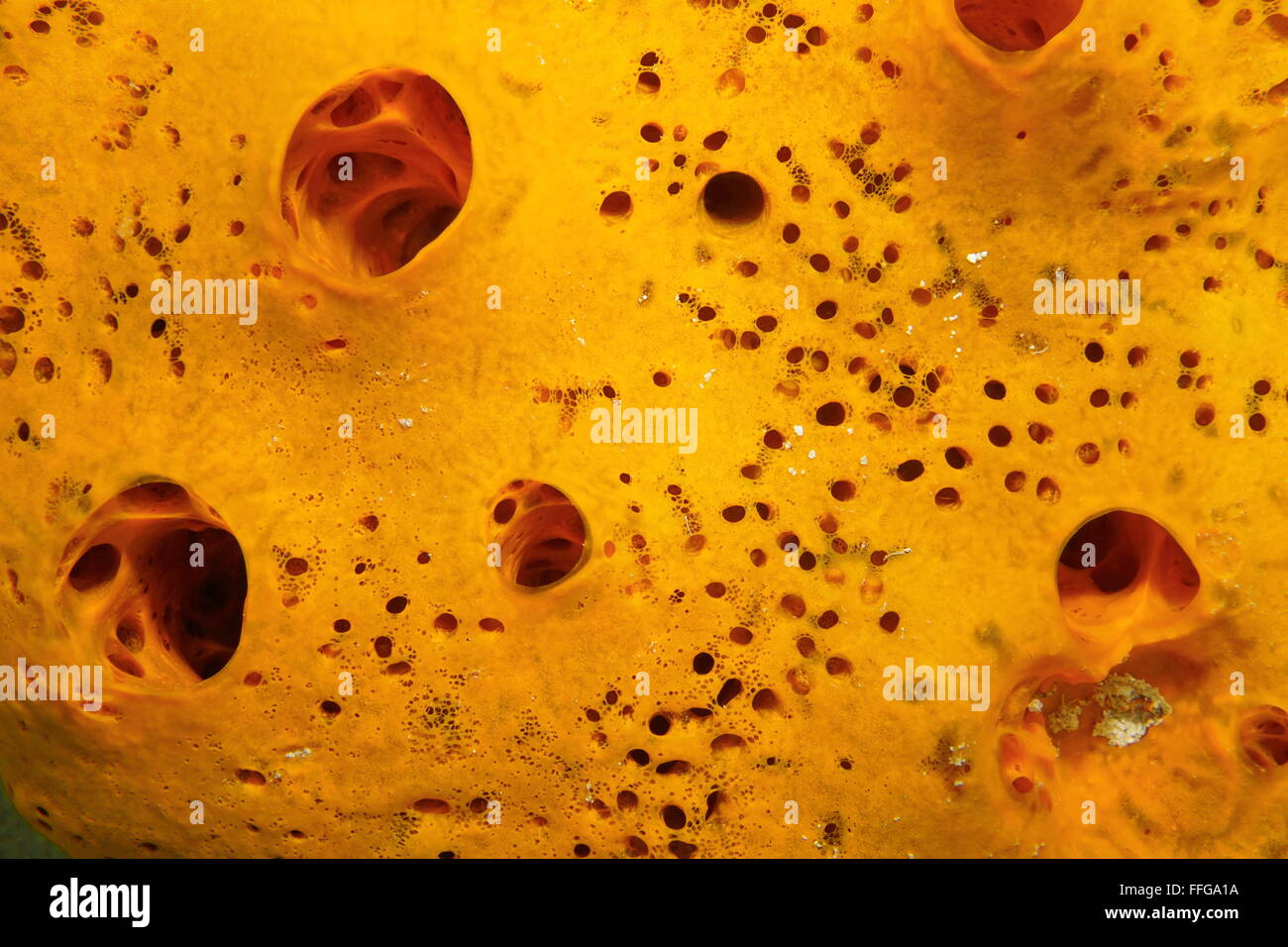 Sponge up close hi-res stock photography and images - Alamy