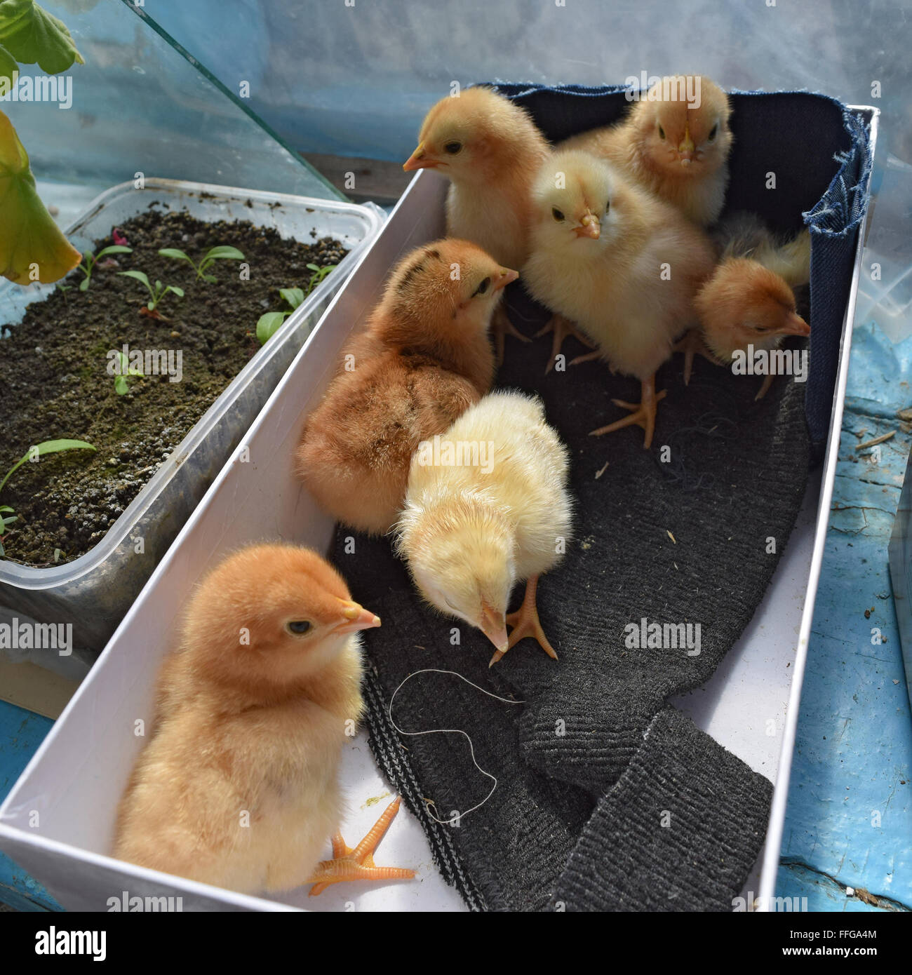 Little chickens. Poultry in individual hen house Stock Photo - Alamy