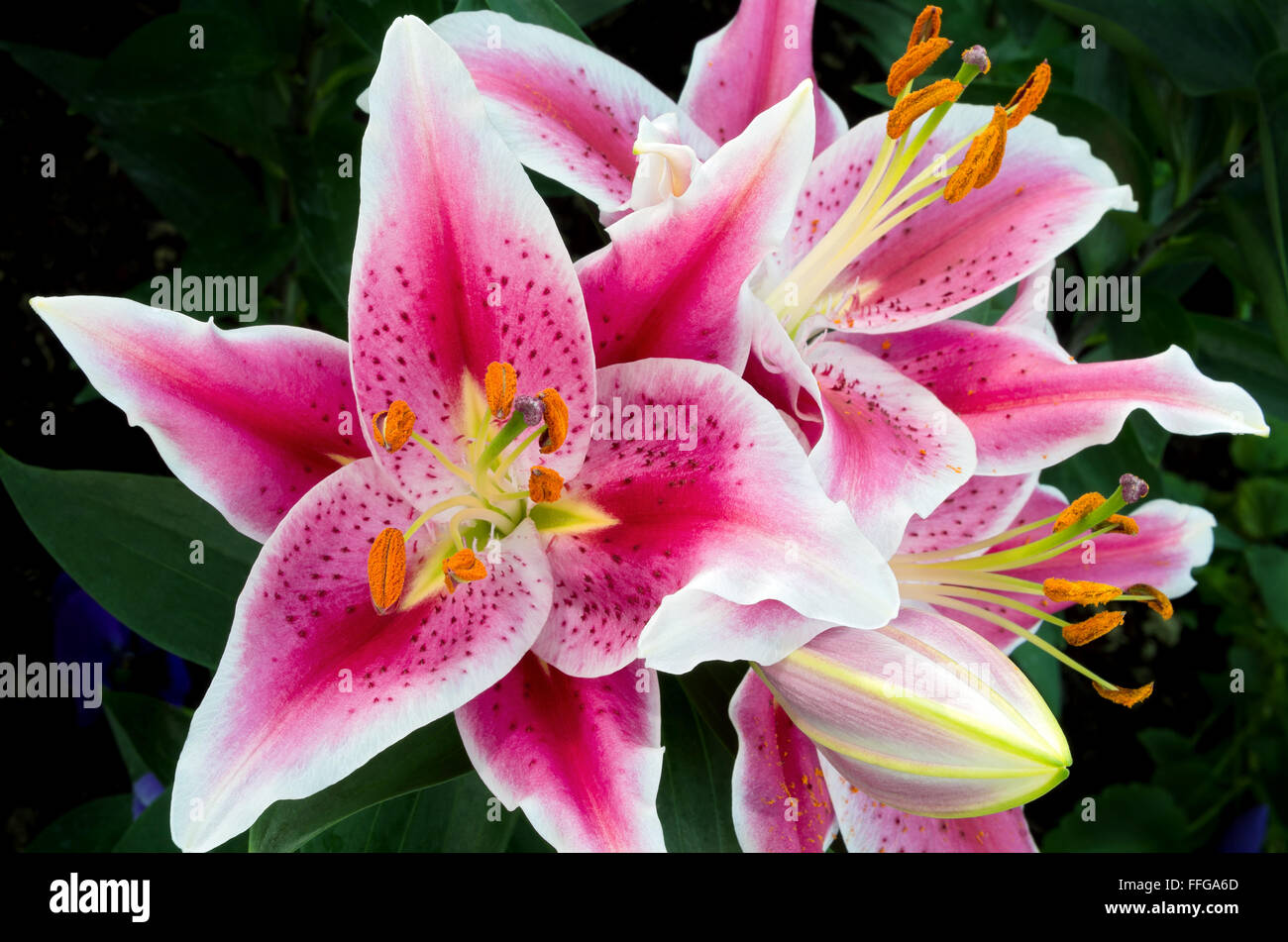 Lilium auratum hi-res stock photography and images - Alamy