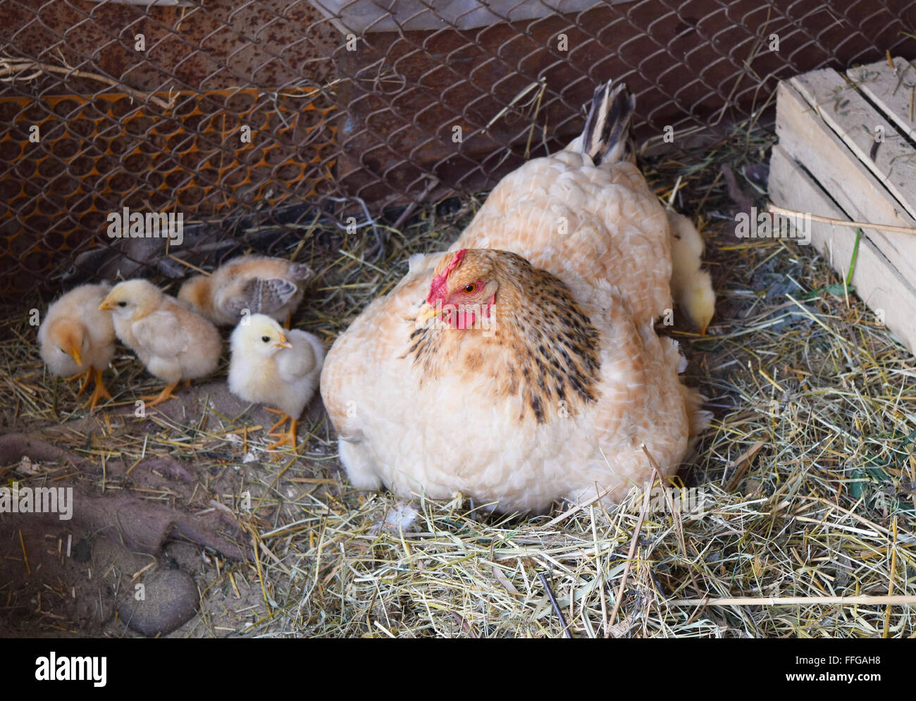 Chicken mother with chickens. Poultry in individual hen house Stock ...