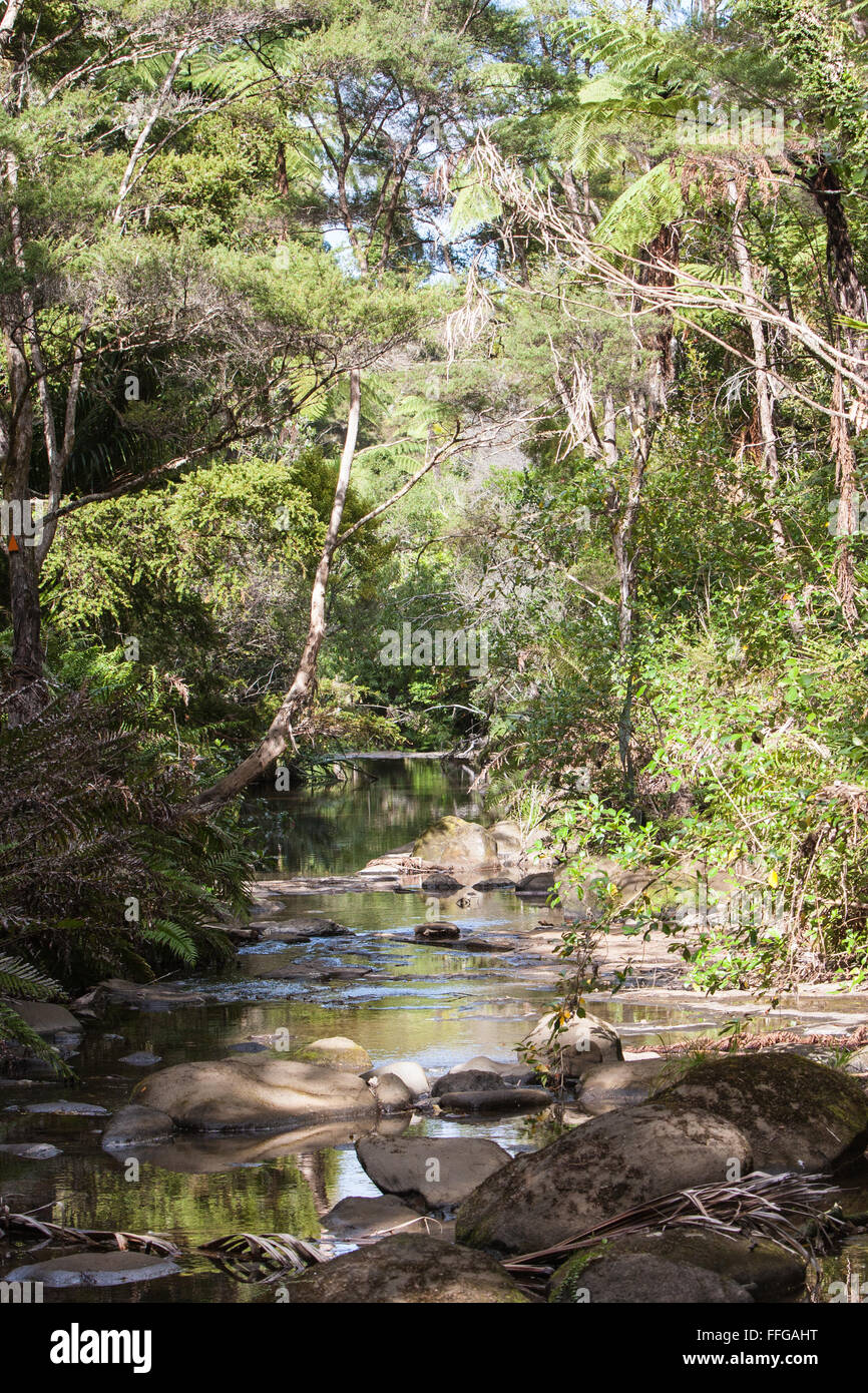 Waitakere Ranges, New Zealand High Resolution Stock Photography and ...