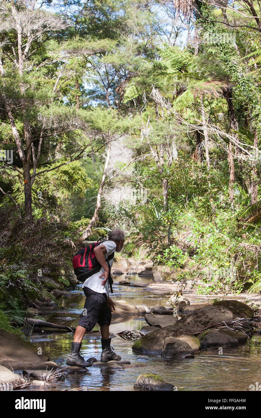 Hiking at Waitakere Ranges,near Auckland New Zealand Stock Photo - Alamy