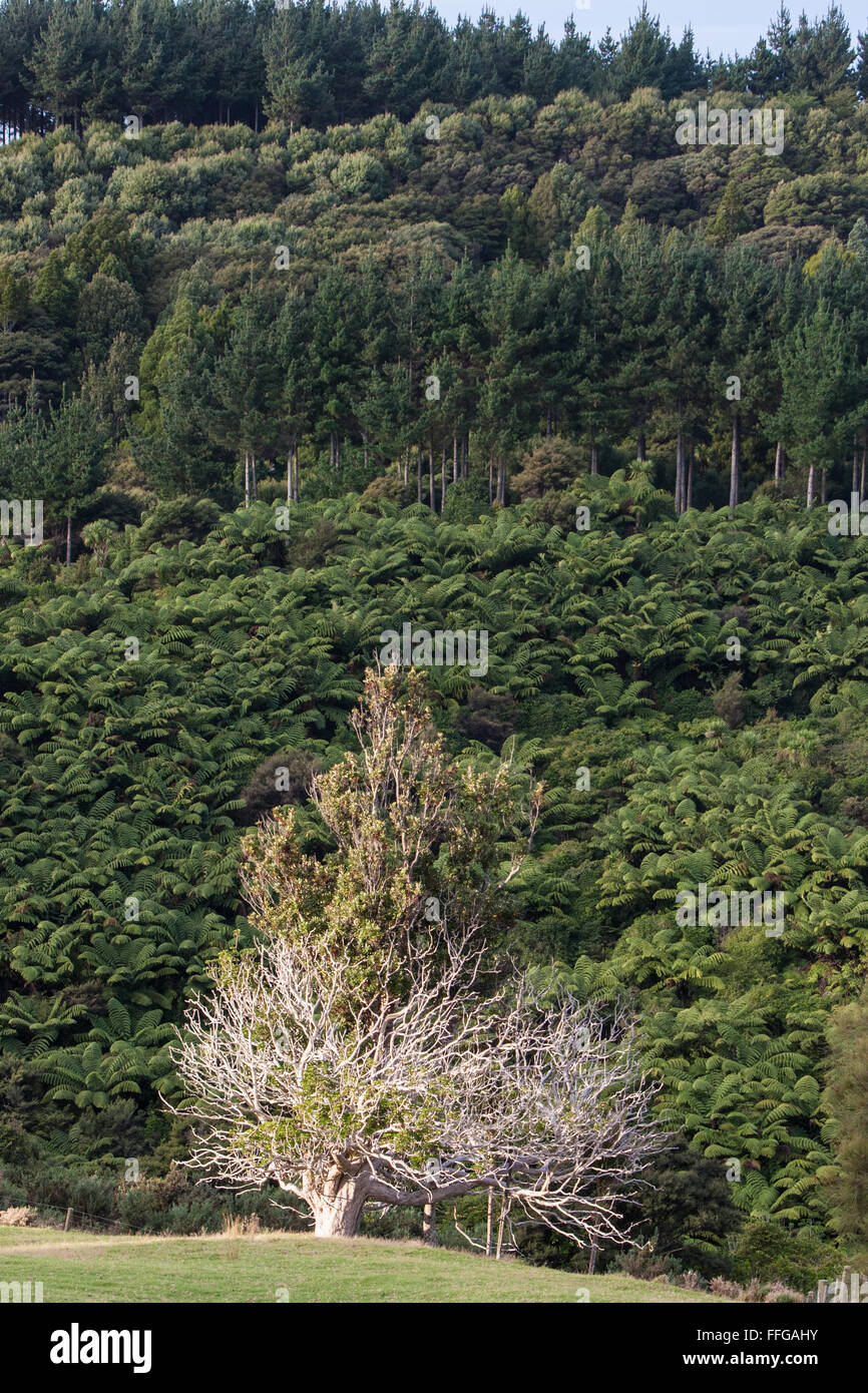 at Waitakere Ranges,near Auckland New Zealand Stock Photo - Alamy