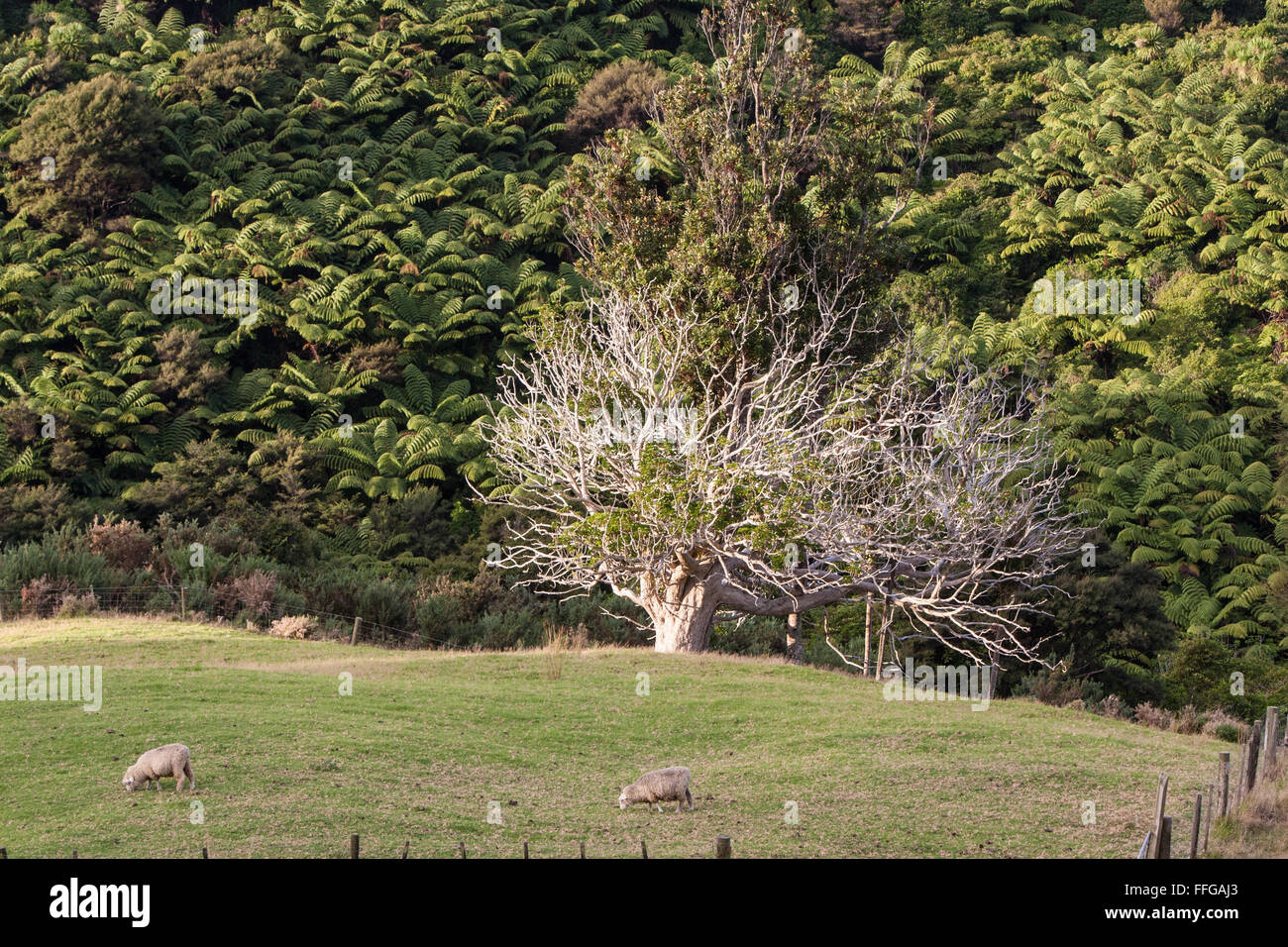 at Waitakere Ranges,near Auckland New Zealand Stock Photo - Alamy