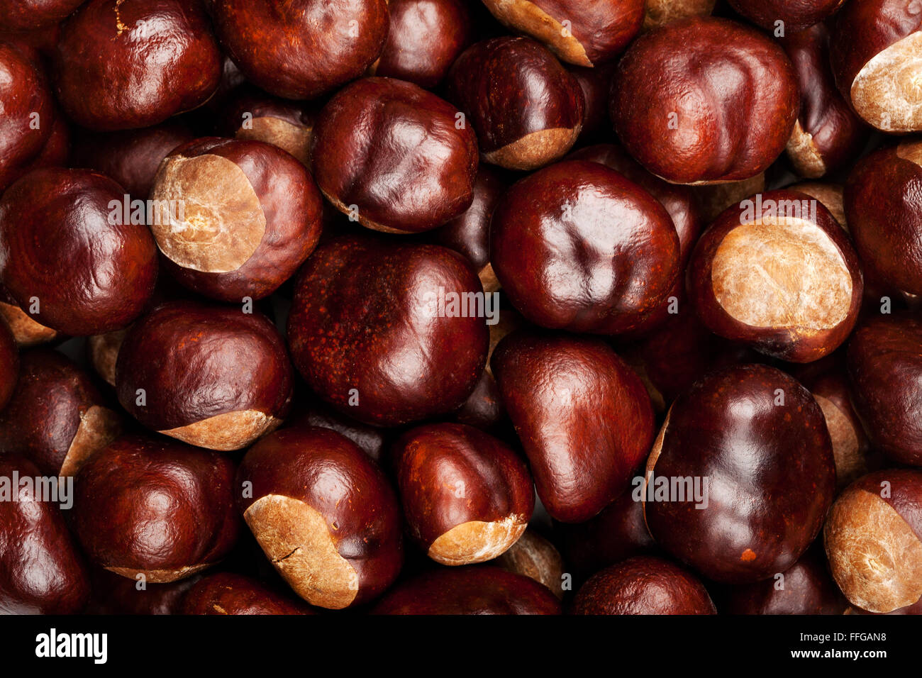 Smooth conker hi-res stock photography and images - Alamy