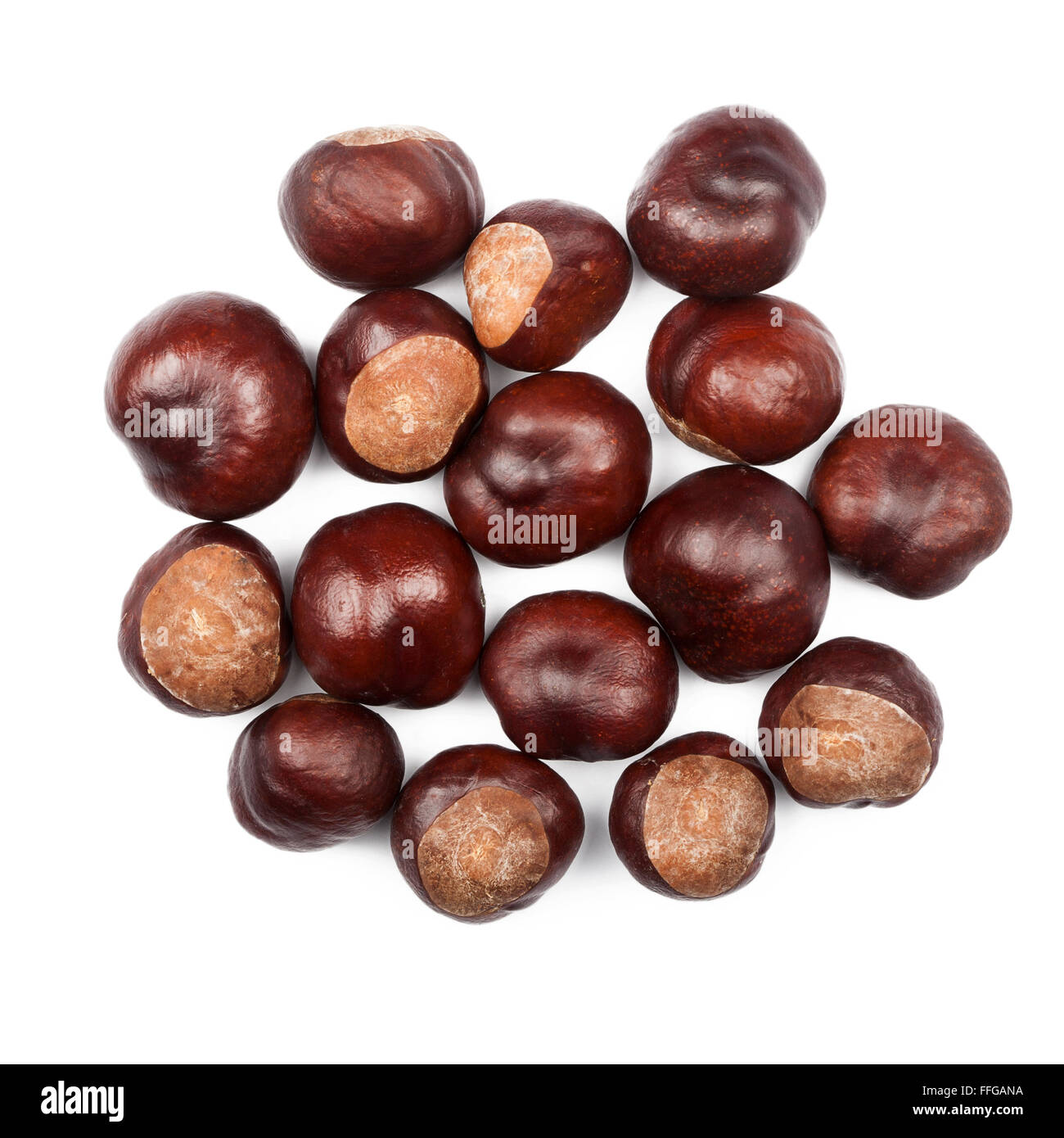 Pile of conkers isolated on white background Stock Photo - Alamy